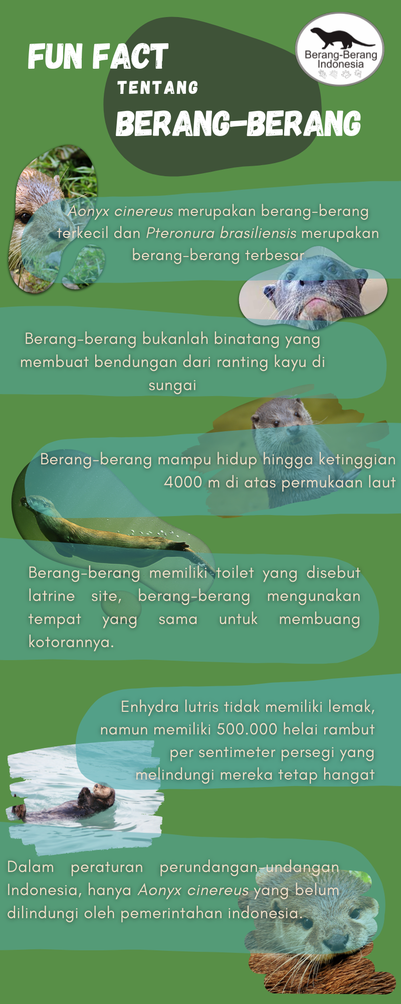 Infografis – Berang-Berang Indonesia
